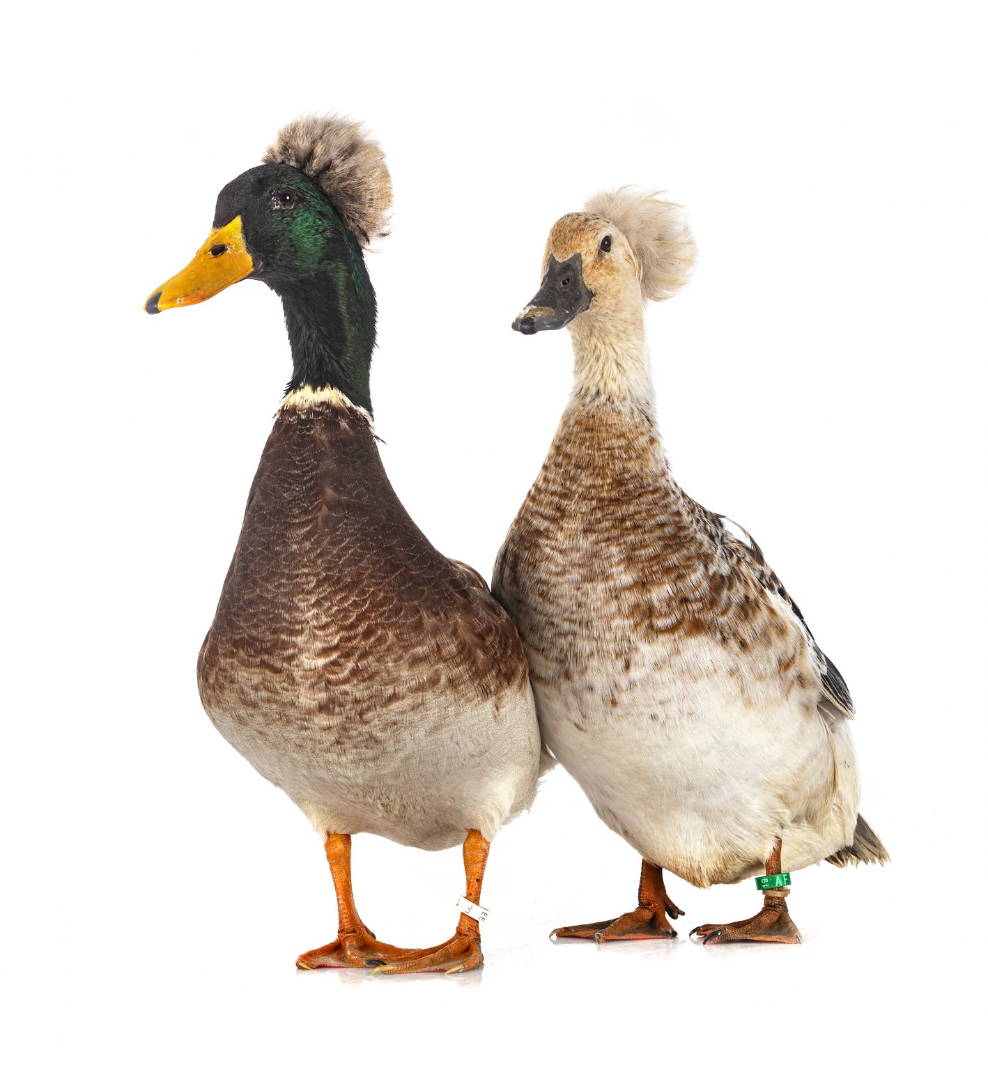 Neural Problems in Crested Ducks - Backyard Poultry